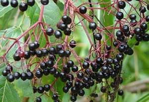 The Complete Elder Plant Guide - From Identification to Safe Medicine ...