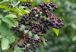 Elder - The Lost Herbs