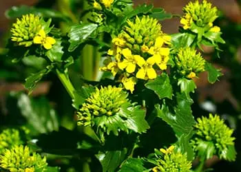 Foraging Calendar: What to Forage in October - The Lost Herbs