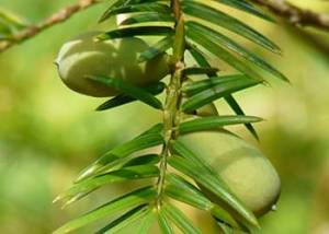 Nutmeg - The Lost Herbs