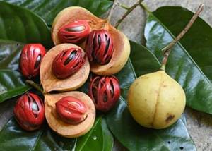 Nutmeg - The Lost Herbs