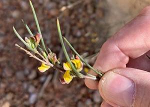 Rooibos - The Lost Herbs