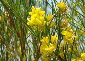 Rooibos - The Lost Herbs