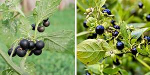 10 Medicinal Plants People Confuse With Their Poisonous Look-Alikes ...