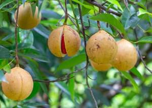 Nutmeg - The Lost Herbs