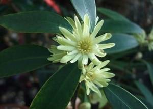 Star Anise - The Lost Herbs