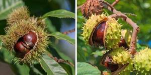 10 Medicinal Plants People Confuse With Their Poisonous Look-Alikes ...