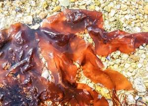 Foraging Calendar: What to Forage in November - The Lost Herbs