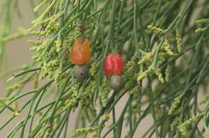 Foraging Calendar: What to Forage in November - The Lost Herbs