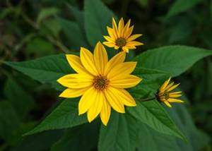 Foraging Calendar: What to Forage in November - The Lost Herbs