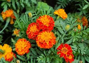 Marigold - The Lost Herbs