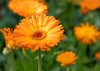 Marigold - The Lost Herbs