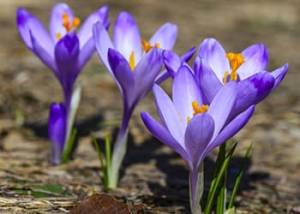 Saffron - The Lost Herbs
