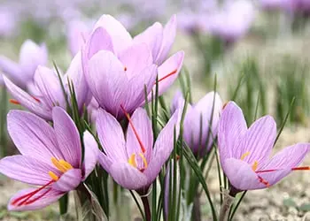 Saffron - The Lost Herbs