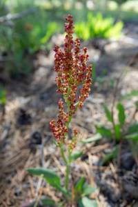 Sheep Sorrel - The Lost Herbs