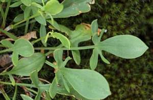 Sheep Sorrel - The Lost Herbs