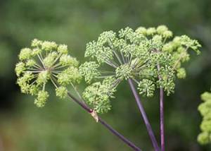 10 Herbs for Period Pain That Actually Work - The Lost Herbs