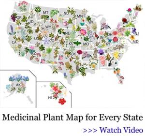 The Medicinal Benefits of Your State Flower - The Lost Herbs