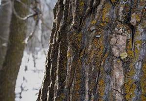 Foraging Calendar: What to Forage in December - The Lost Herbs