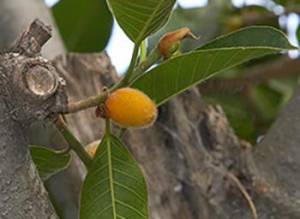 Foraging Calendar: What to Forage in December - The Lost Herbs