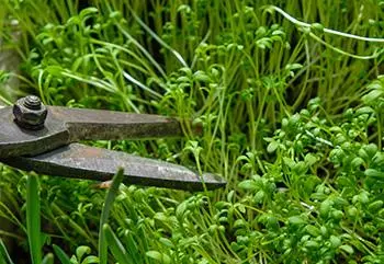 Foraging Calendar: What to Forage in December - The Lost Herbs