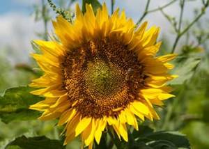 The Medicinal Benefits of Your State Flower - The Lost Herbs