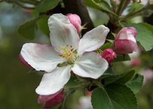 The Medicinal Benefits of Your State Flower - The Lost Herbs