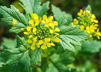 Mustard - The Lost Herbs