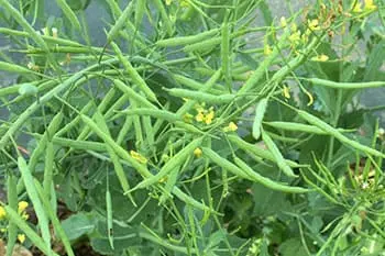 Mustard - The Lost Herbs