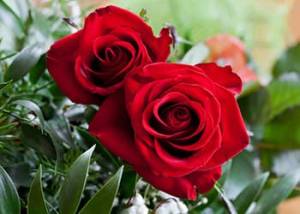 The Medicinal Benefits of Your State Flower - The Lost Herbs