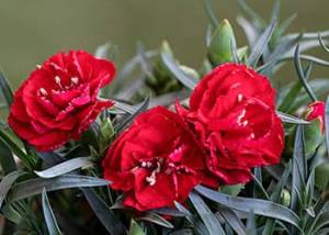 The Medicinal Benefits of Your State Flower - The Lost Herbs