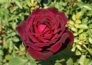 The Medicinal Benefits of Your State Flower - The Lost Herbs