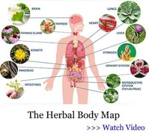 7 Herbal Teas That Fight IBS - The Lost Herbs