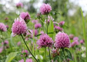 The Medicinal Benefits of Your State Flower - The Lost Herbs