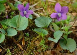 The Medicinal Benefits of Your State Flower - The Lost Herbs