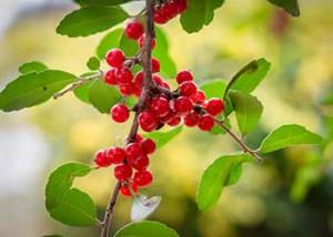 Yaupon: America's Forgotten Tea - The Lost Herbs