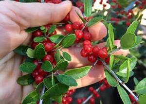 Yaupon: America's Forgotten Tea - The Lost Herbs