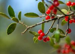 Yaupon: America's Forgotten Tea - The Lost Herbs