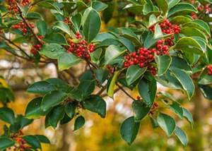 Yaupon: America's Forgotten Tea - The Lost Herbs