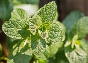 10 Herbs for Colon Cleanse - The Lost Herbs