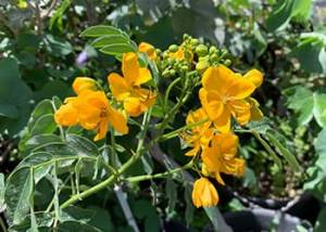 10 Herbs for Colon Cleanse - The Lost Herbs