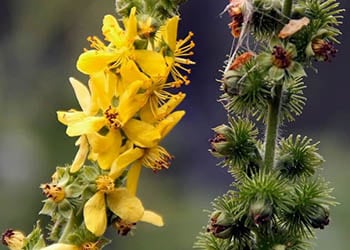 Agrimony - The Lost Herbs