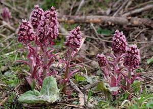 Butterbur - The Lost Herbs