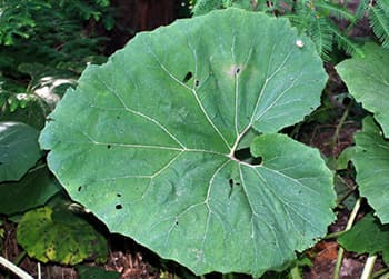 Butterbur - The Lost Herbs