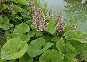 Butterbur - The Lost Herbs
