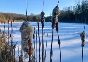 Foraging Calendar: What to Forage in January - The Lost Herbs