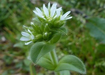 Chickweed - The Lost Herbs