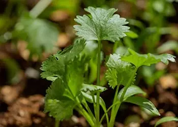 God’s Cures: 10 Remedies from the Bible - The Lost Herbs