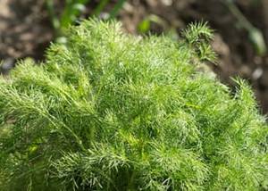 God’s Cures: 10 Remedies from the Bible - The Lost Herbs