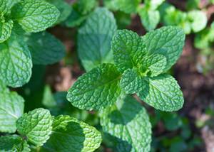 God’s Cures: 10 Remedies from the Bible - The Lost Herbs